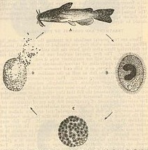 Hyperparasitism of trichodinid ciliates on monogenean gill flukes of ...