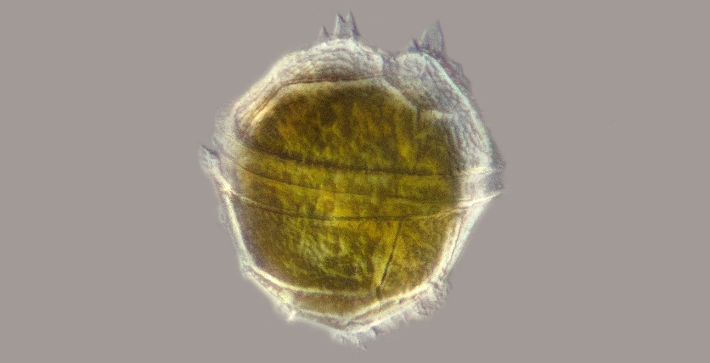 Parasitic Life Styles of Marine Dinoflagellates – Reef Success