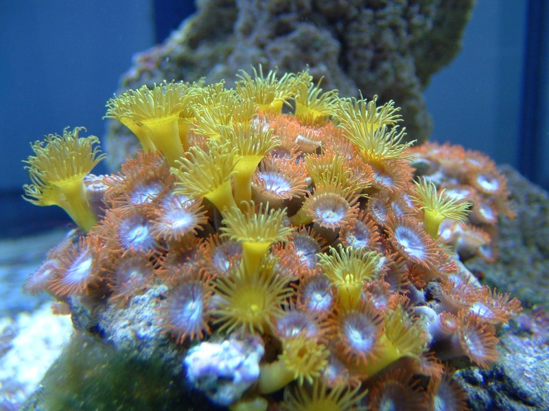 Beginner Corals – The Basics of Reef Success – Reef Success